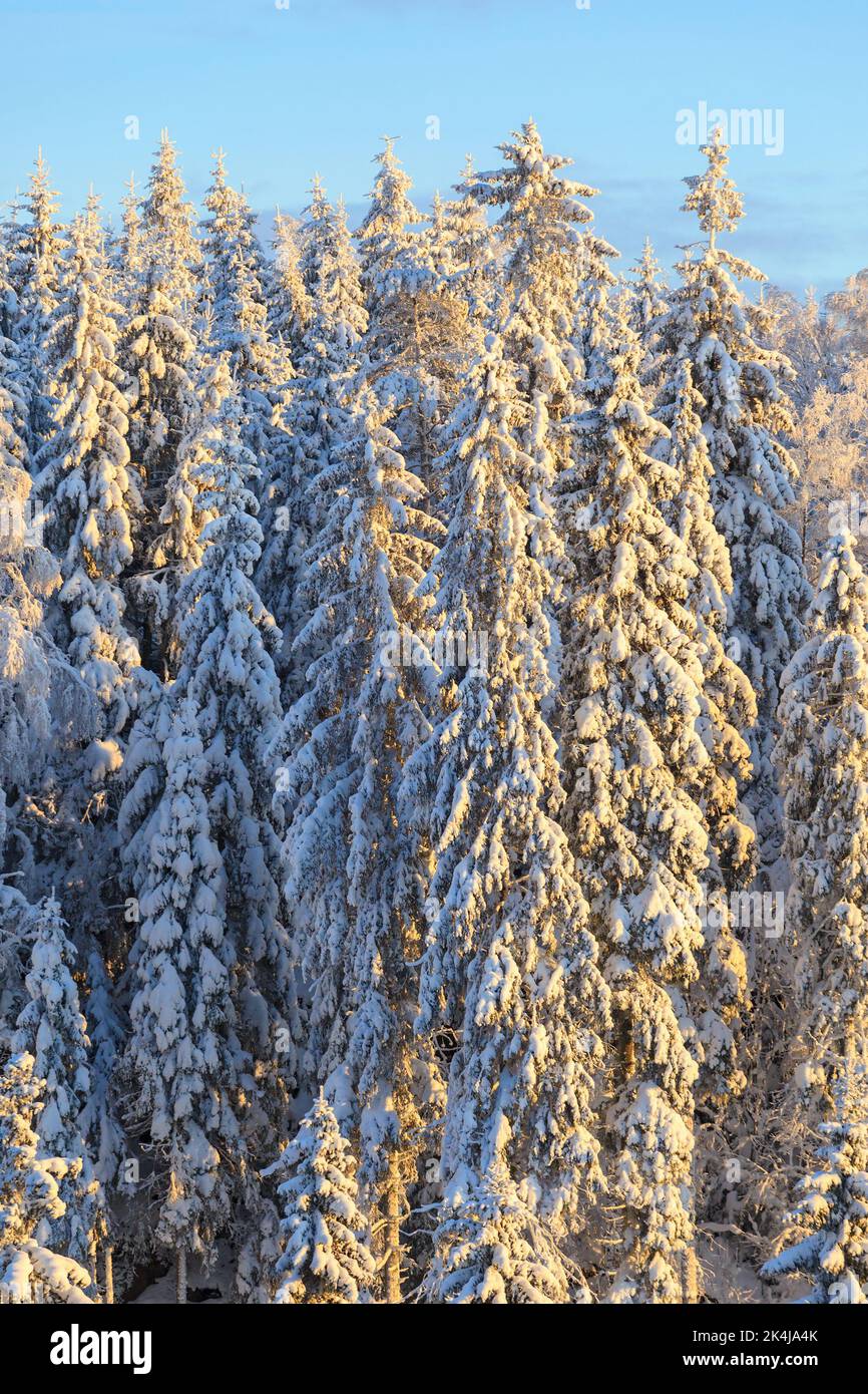 Spruce trees forest in winter Stock Photo - Alamy