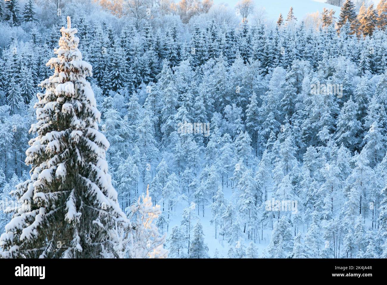 Taiga Winter 5 Frigid Facts About The Taiga, The World's Largest