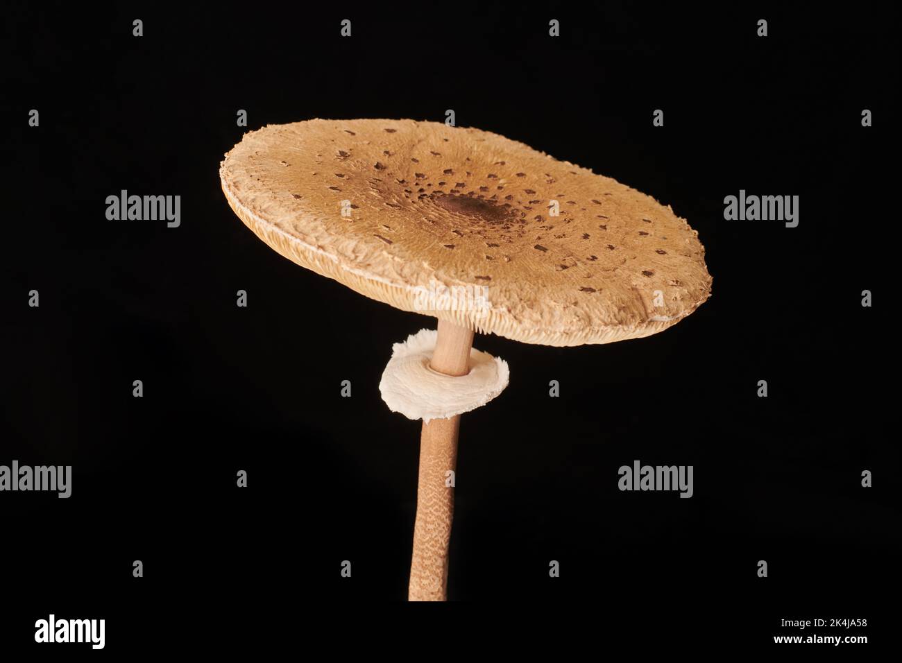Macrolepiota procera parasol mushroom isolated on black background ...