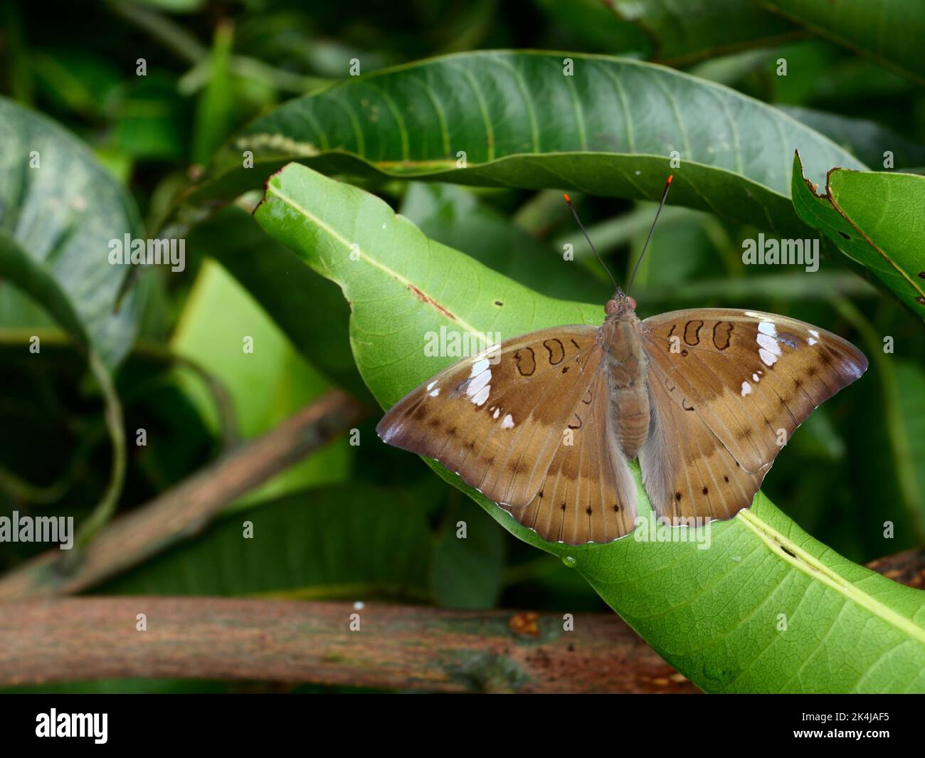 Female Mango Baron ( Euthalia aconthea ) butterfly on green leaf tree ...