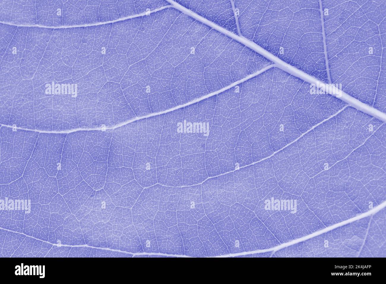 Macro leaf texture purple colorized with beautiful relief facture of ...