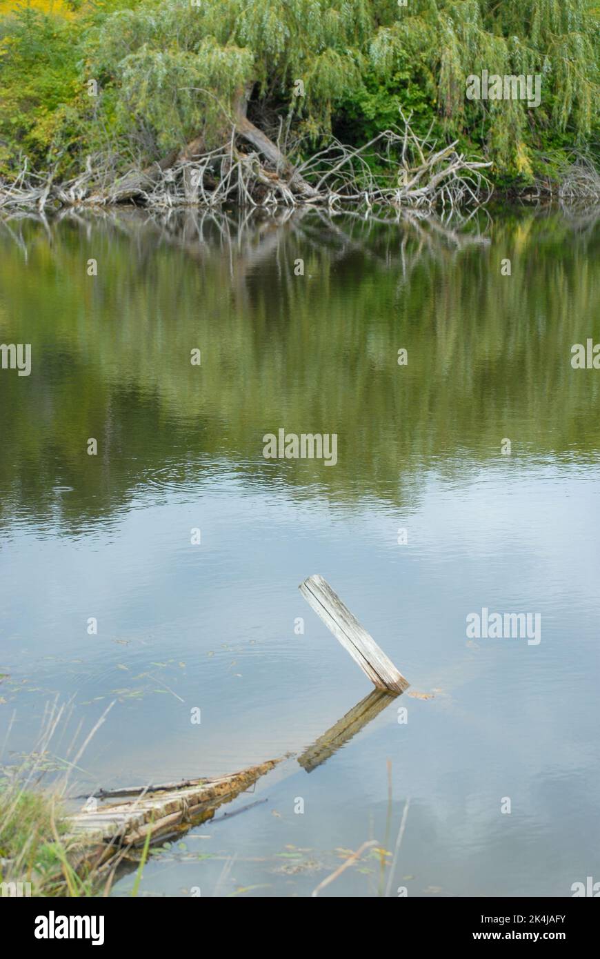 A vertical closeup shot of a piece of floating wood in a lake with it's ...