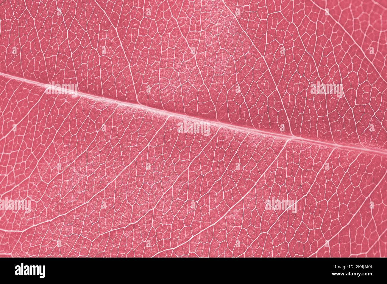 Macro leaf texture pink red colorized with beautiful relief facture of ...