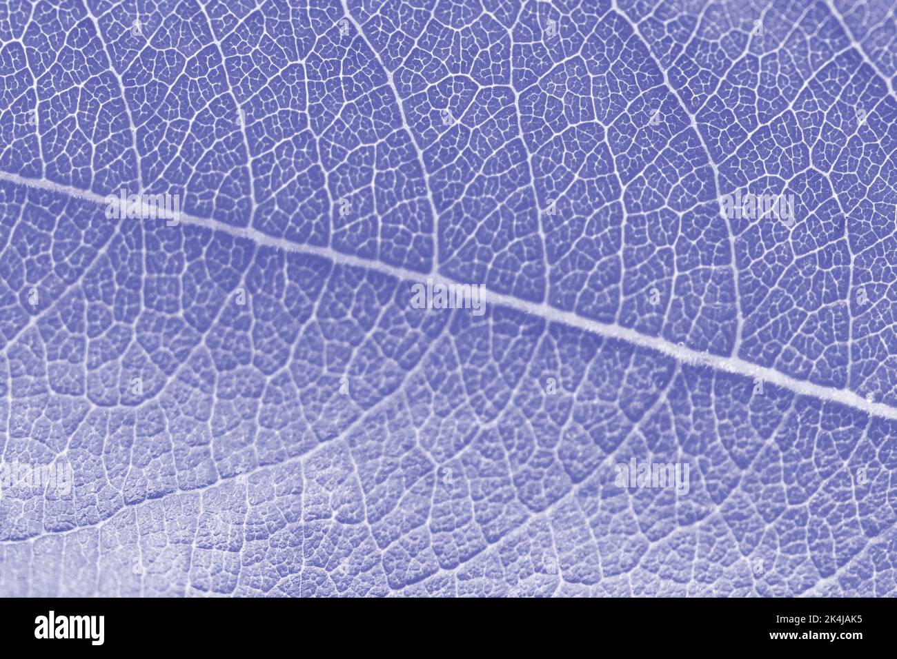 Macro leaf texture purple colorized with beautiful relief facture of ...