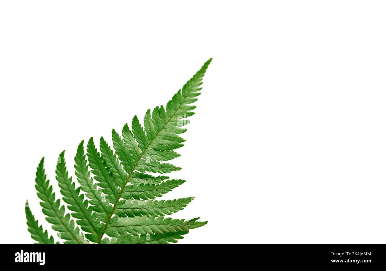Green fern branch isolated on white background, Polypodiopsida tropical ...