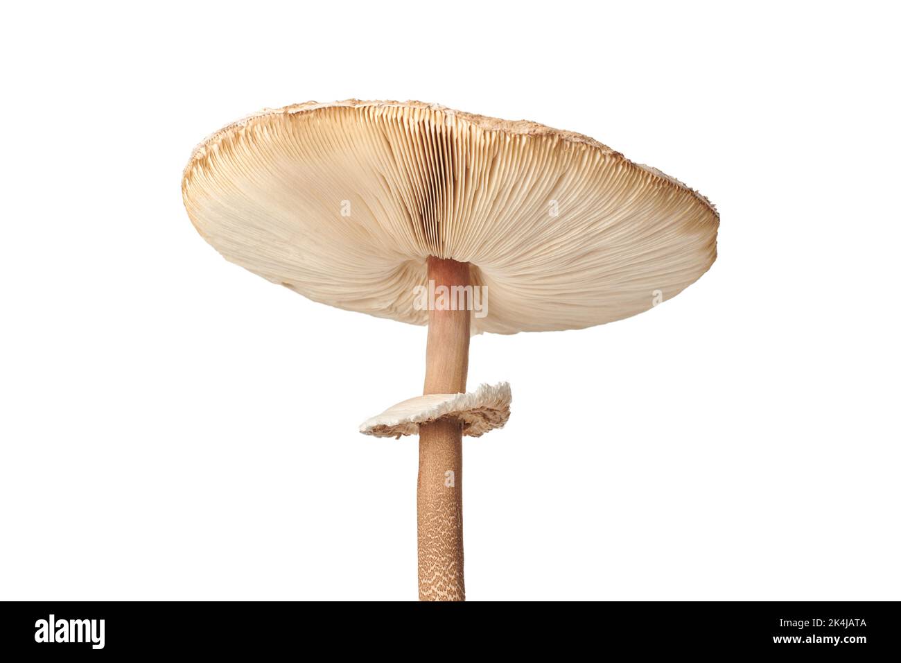 Macrolepiota procera parasol mushroom isolated on white background ...