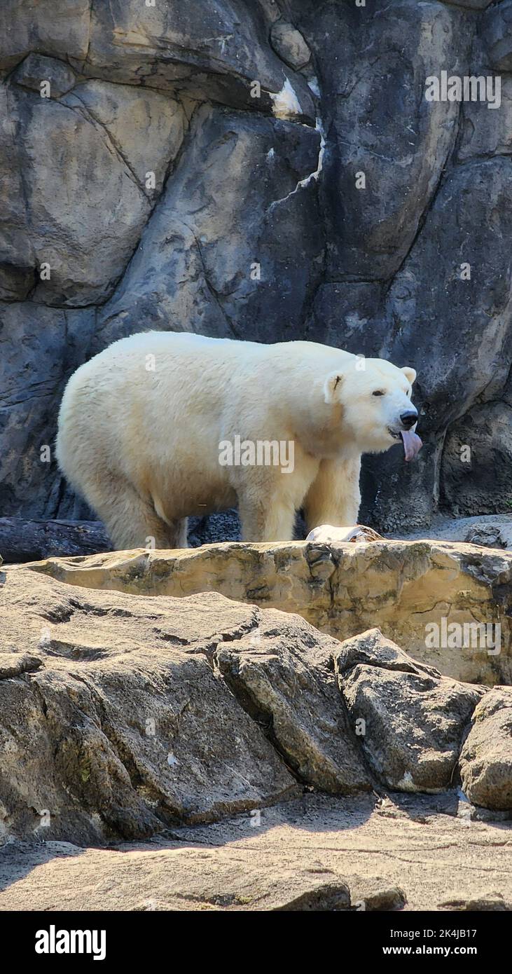 A vertical shot of a Polar bear feeding in a zoo Stock Photo - Alamy