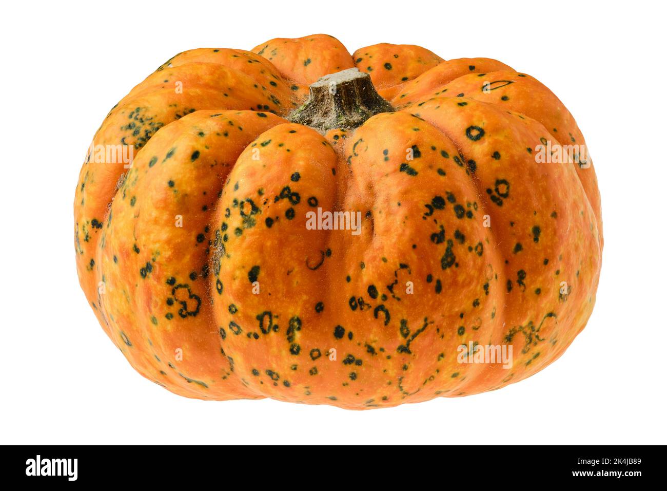 Mini carnival squash pumpkin isolated on white background Stock Photo ...