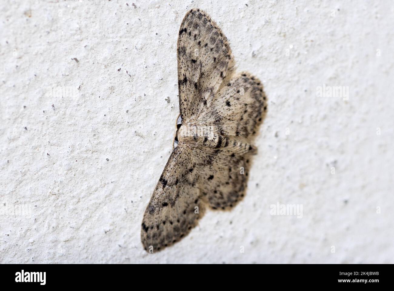 Ali fauna insetto invertebrato hi-res stock photography and images - Alamy