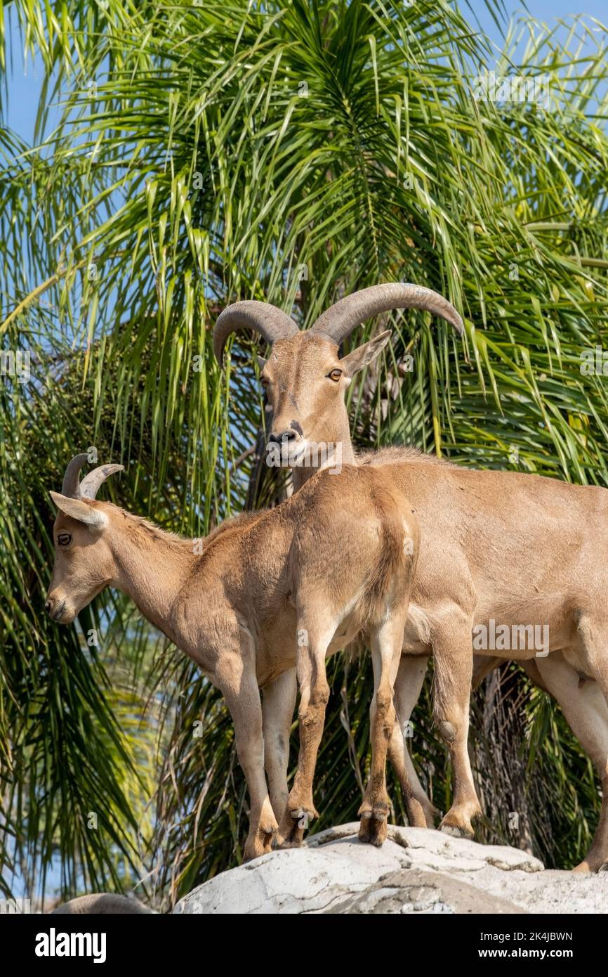 Ammotragus lervia, berberia sheep, two standing sheep, from a climbing ...
