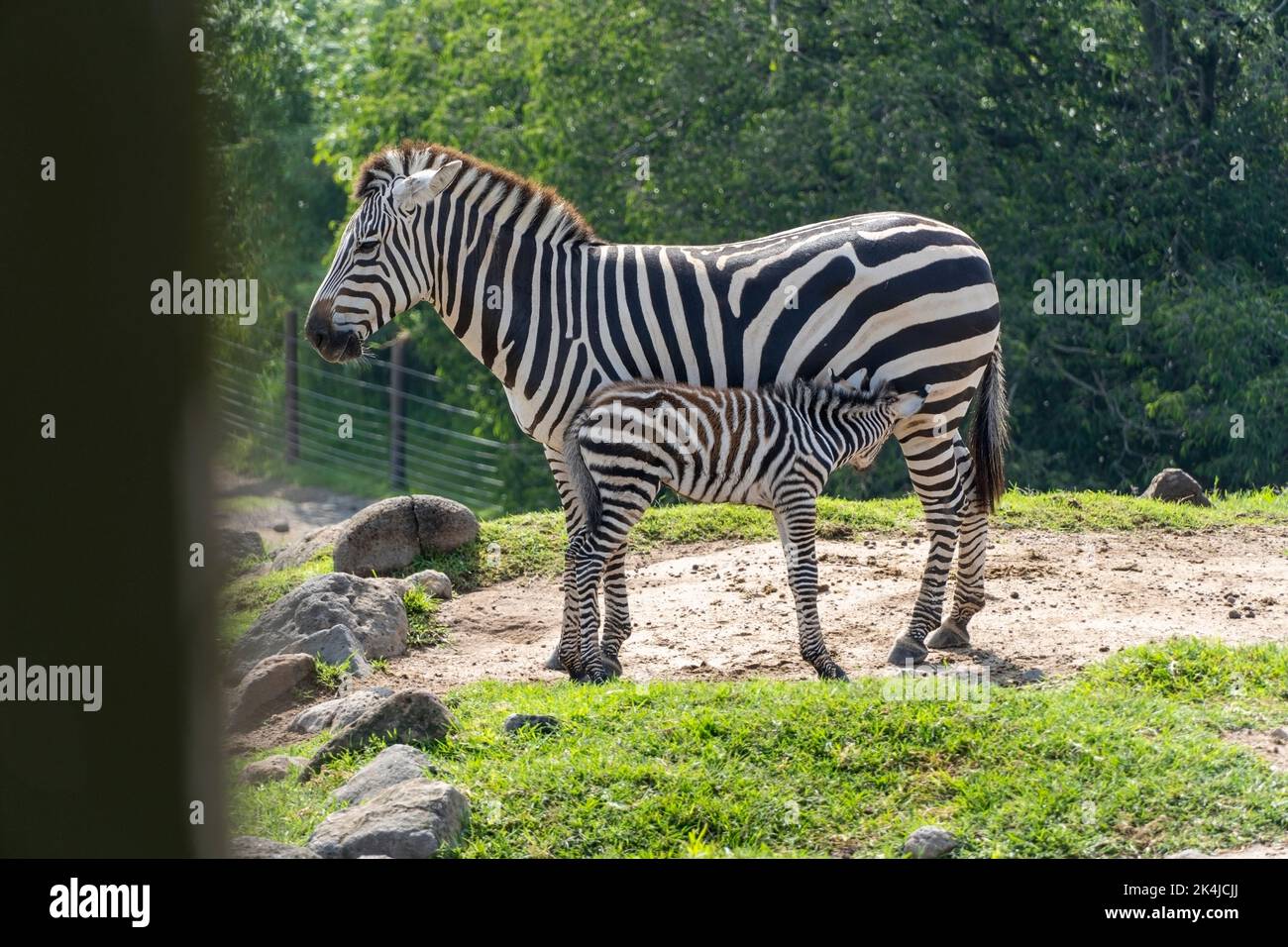Equus quagga mother zebra feeding her zebra cub, vegetation in the ...
