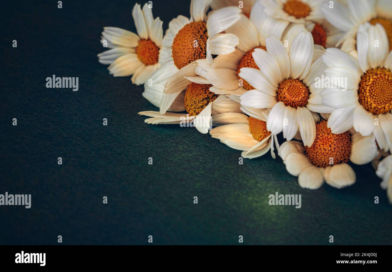 Daisy Flower Bouquet Stock Photo - Alamy