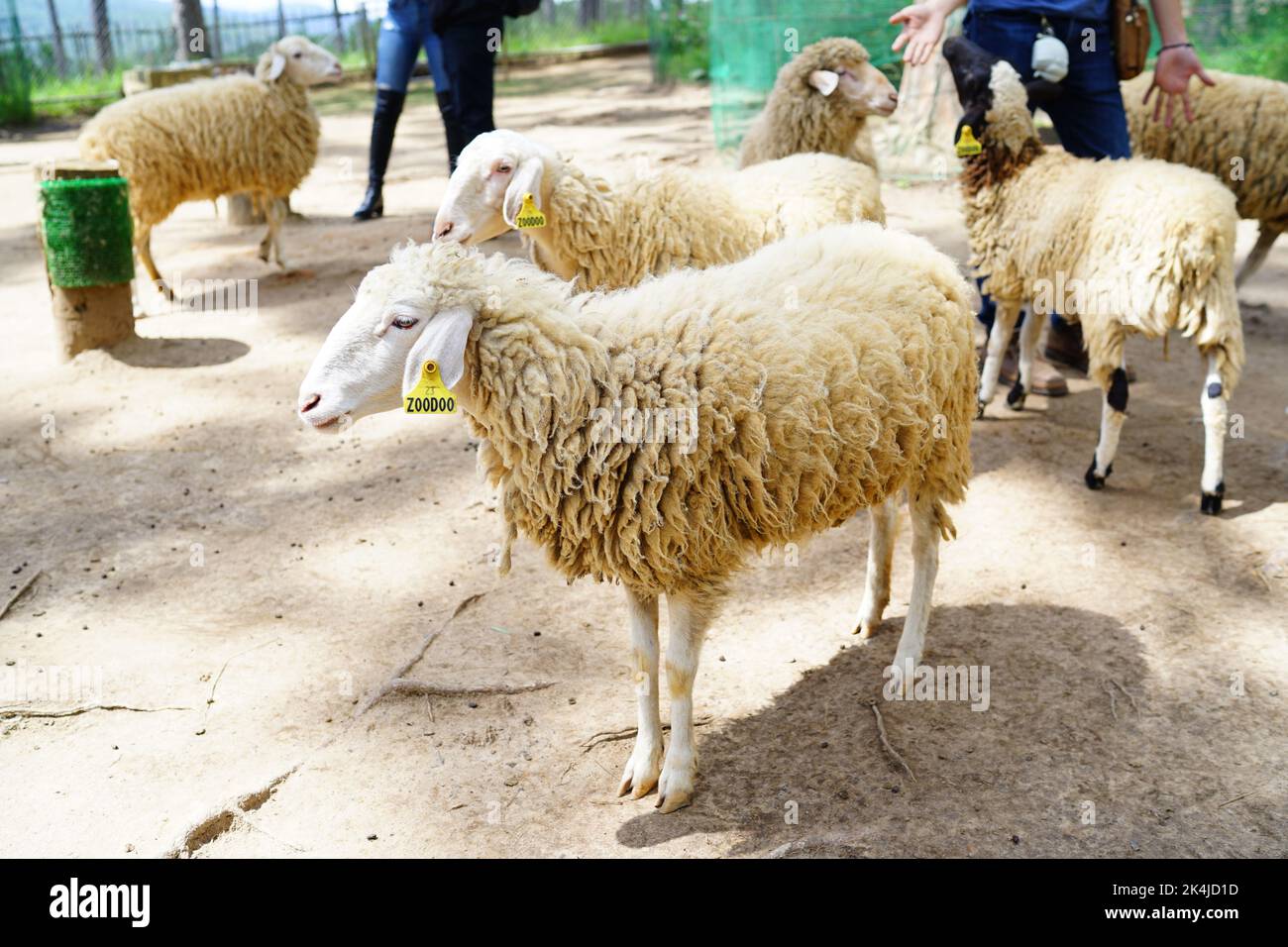 Sheep in Da Lat, Vietnam Stock Photo - Alamy
