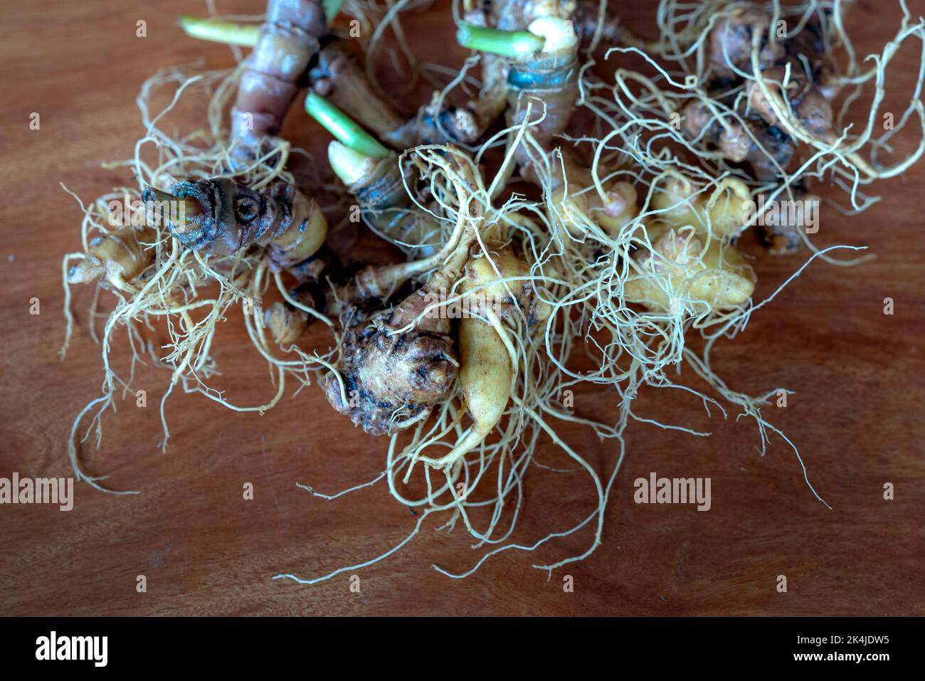 Ngoc Linh ginseng. Close-up shot (Ngoc Linh ginseng is considered a ...