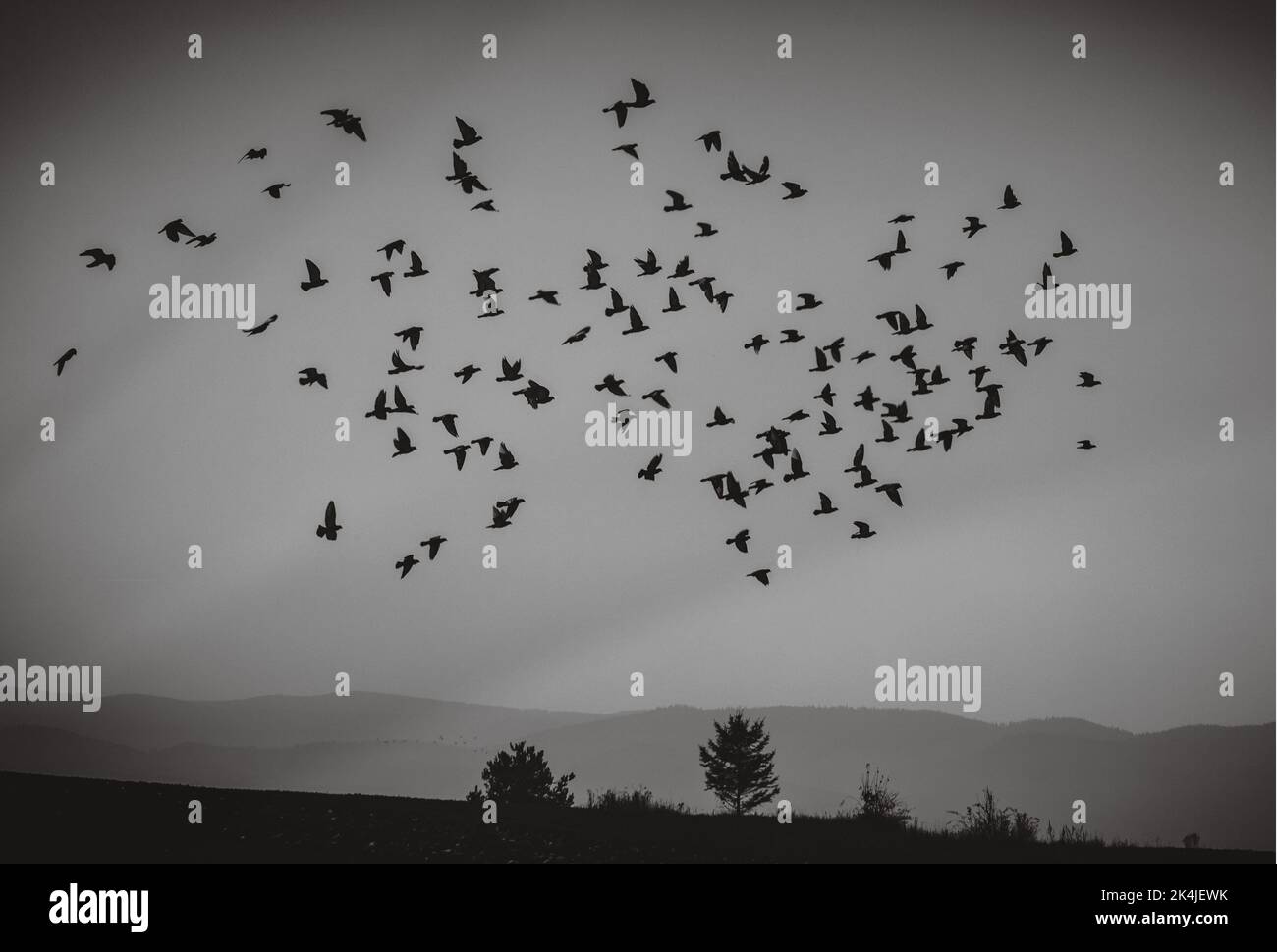 A grayscale of a group of birds flying over the mountains Stock Photo ...