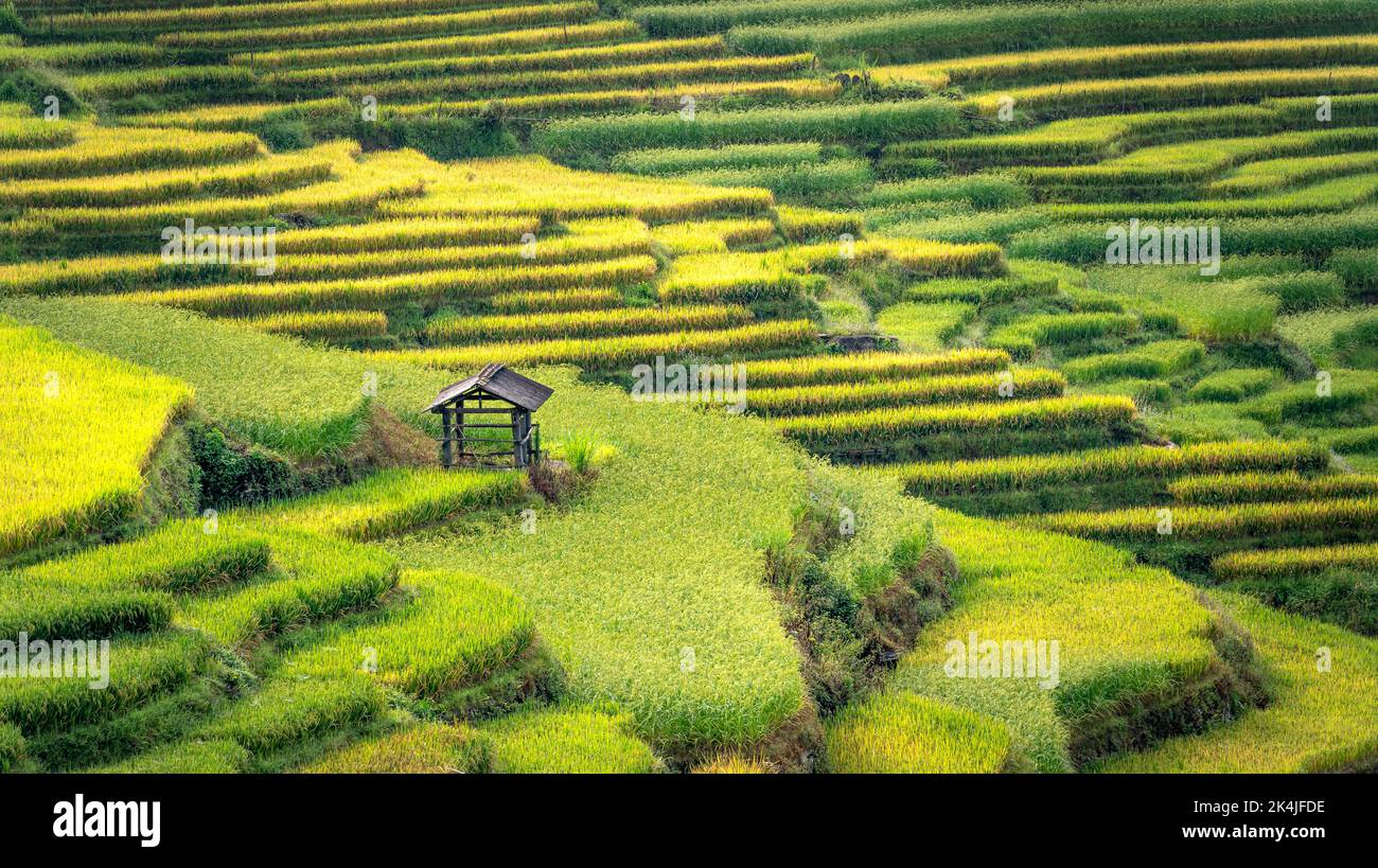 Admire the beautiful terraced fields in Y Ty commune, Bat Xat district ...
