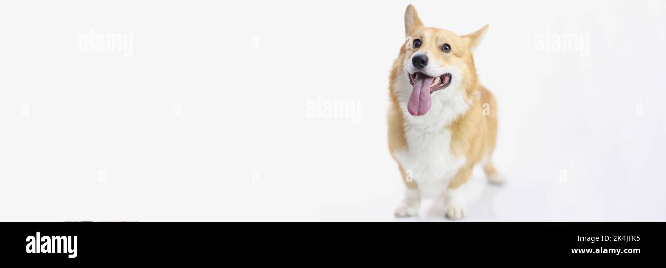 Cute puppy posing for picture on photoshot, little friend Stock Photo ...