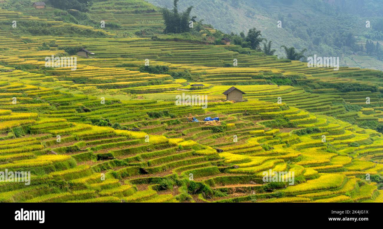 Admire the beautiful terraced fields in Y Ty commune, Bat Xat district ...