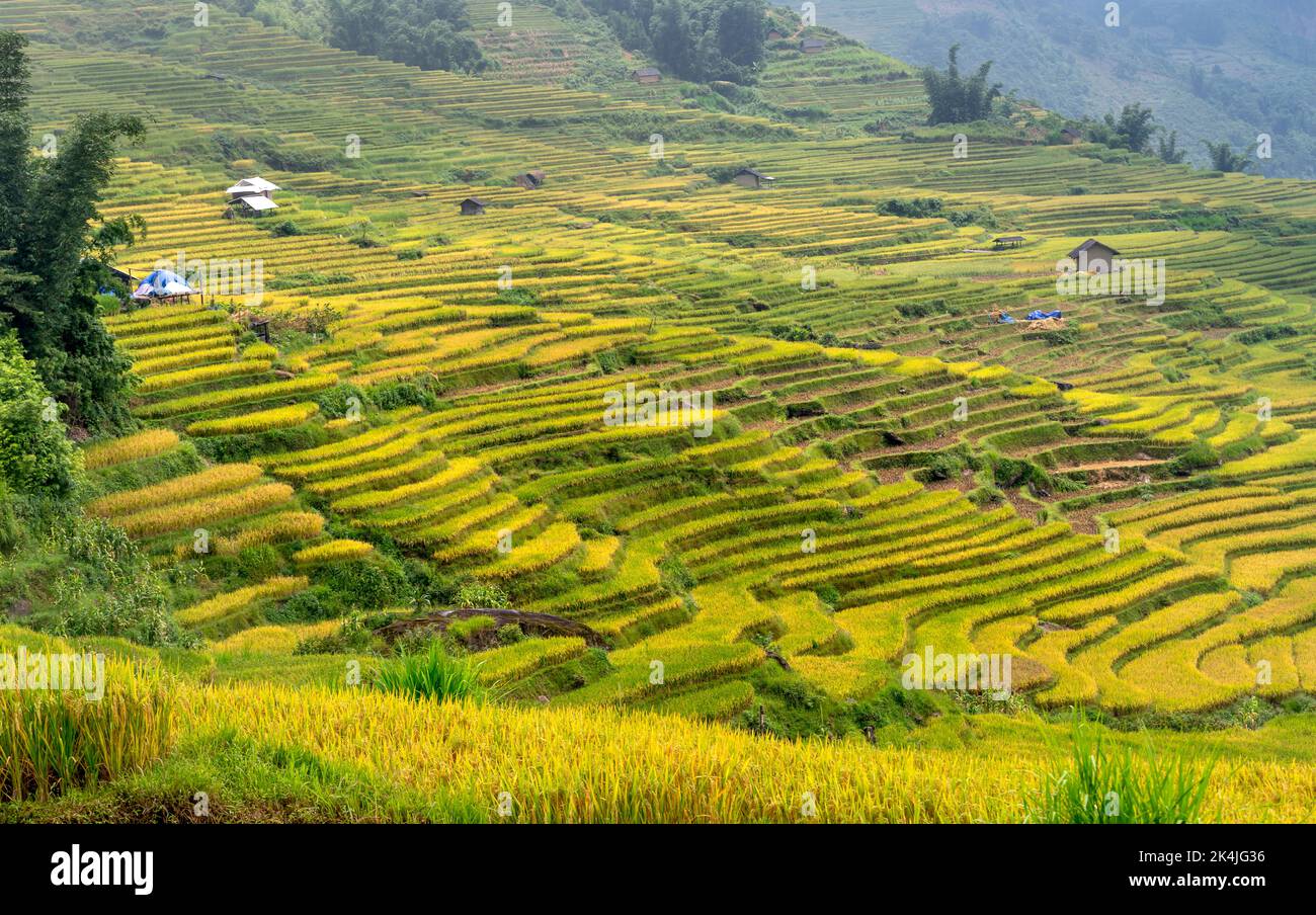Admire the beautiful terraced fields in Y Ty commune, Bat Xat district ...