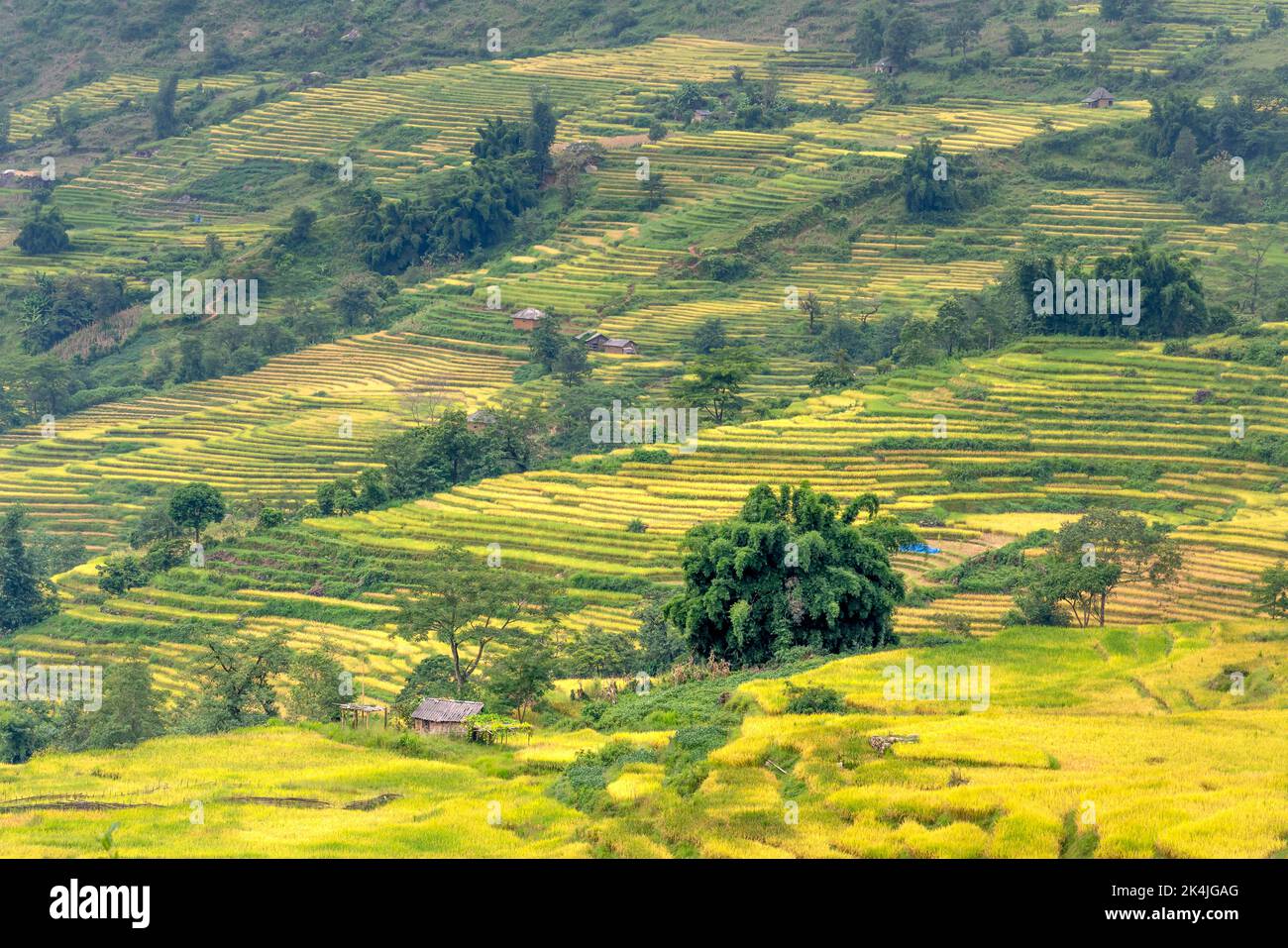 Admire the beautiful terraced fields in Y Ty commune, Bat Xat district ...