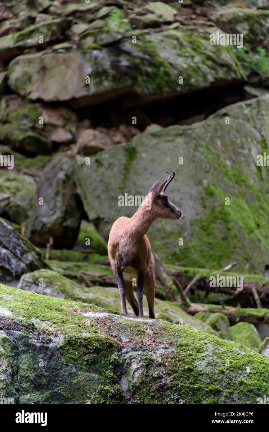 Pyrenean goat hi-res stock photography and images - Alamy