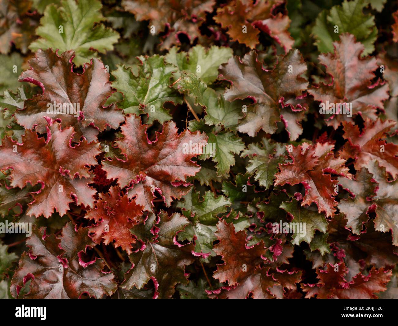 Close up of the evergreen chocolate-coloured leaves herbaceous ...