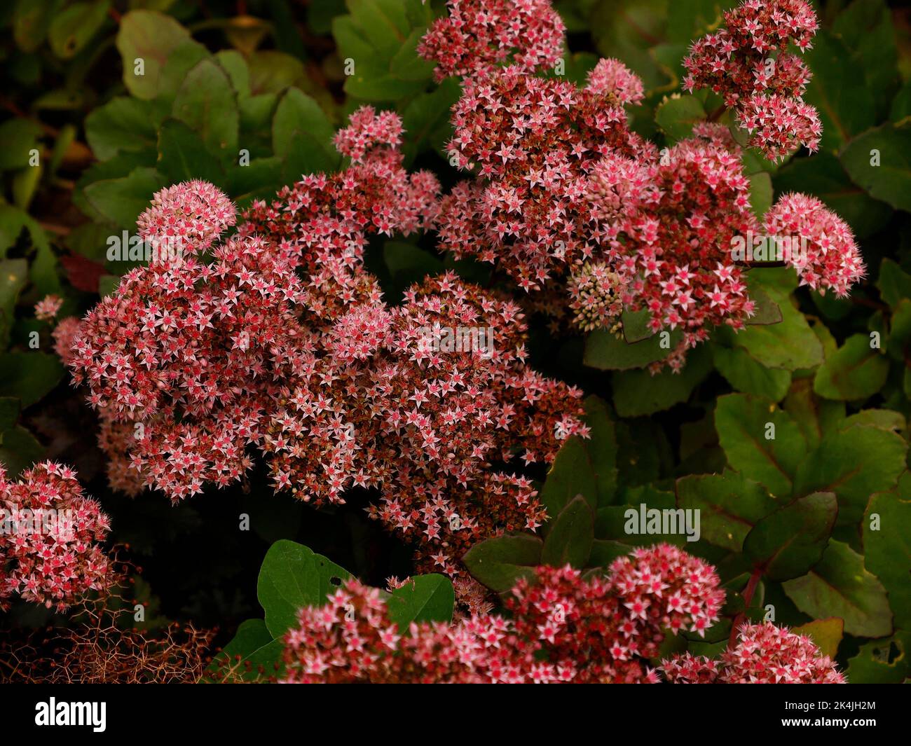 Sedum matrona border hi-res stock photography and images - Alamy