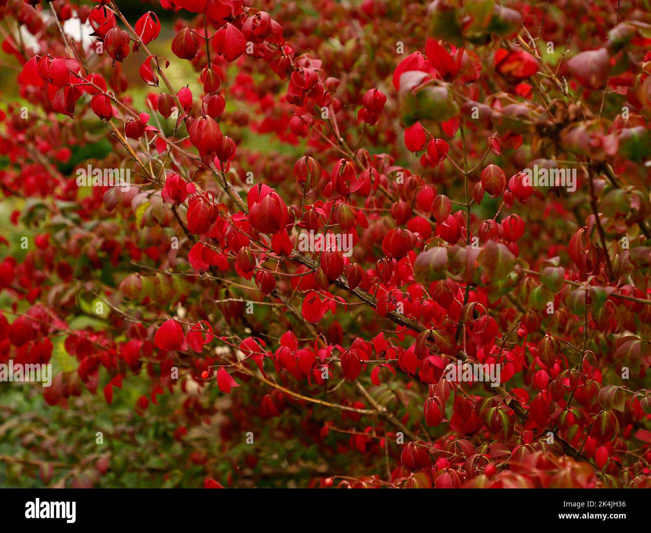Close up the red foliage of small garden tree or large bush Euonymus ...