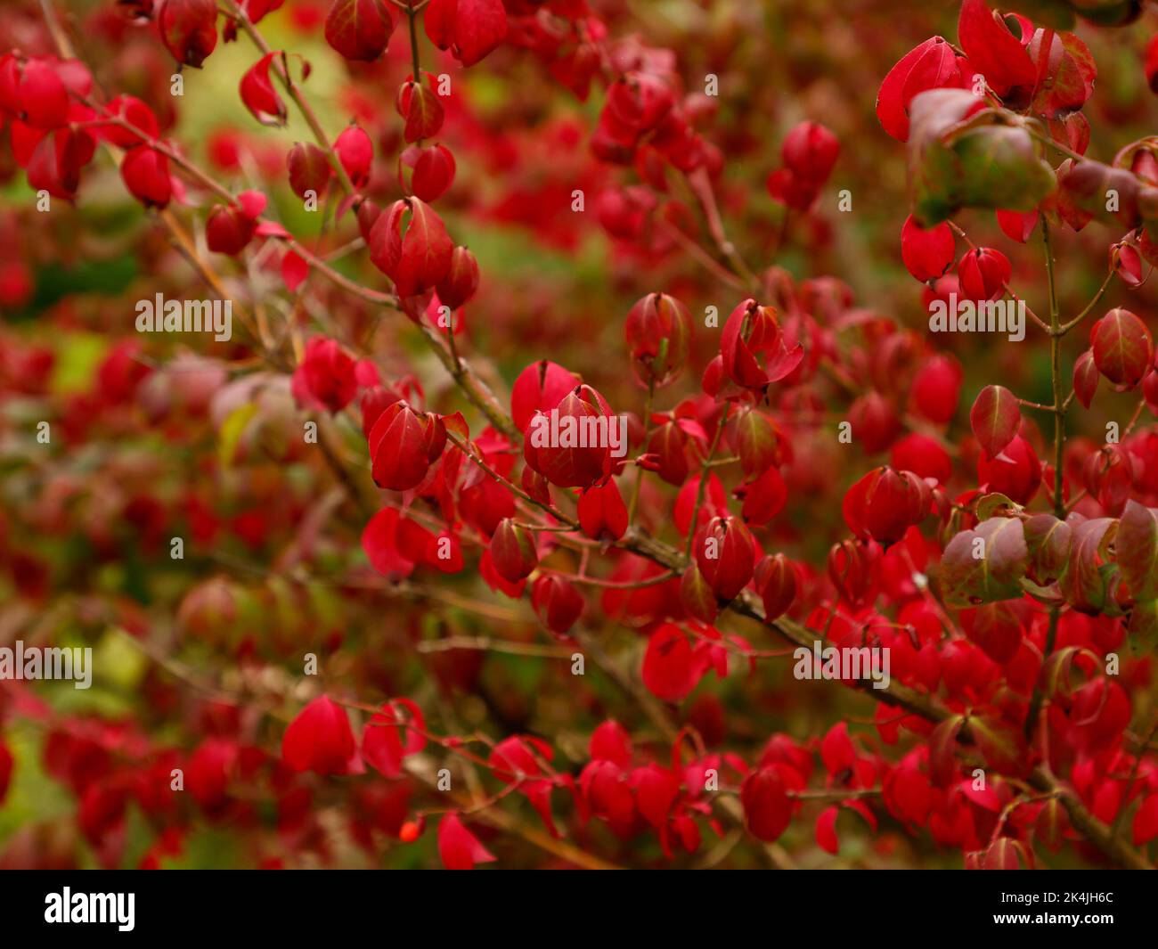Close up the red foliage of small garden tree or large bush Euonymus ...