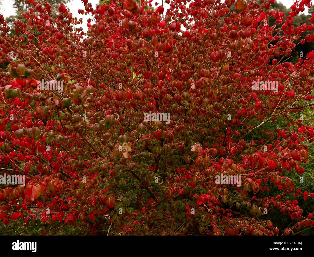 Close up the red foliage of small garden tree or large bush Euonymus ...