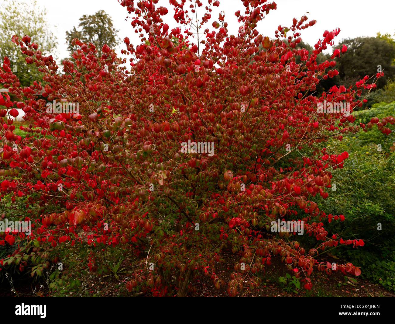 Close up the red foliage of small garden tree or large bush Euonymus ...