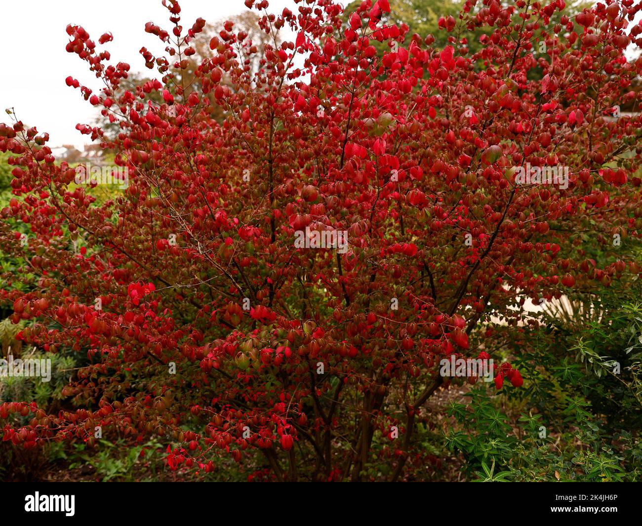 Close up the red foliage of small garden tree or large bush Euonymus ...