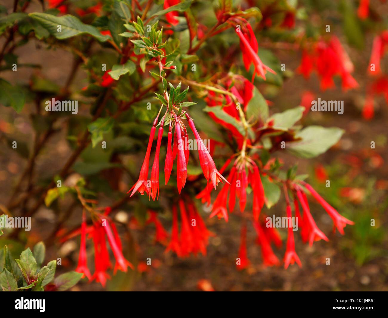 Close up of the summer flowering perennial garden shrub Fuchsia ...