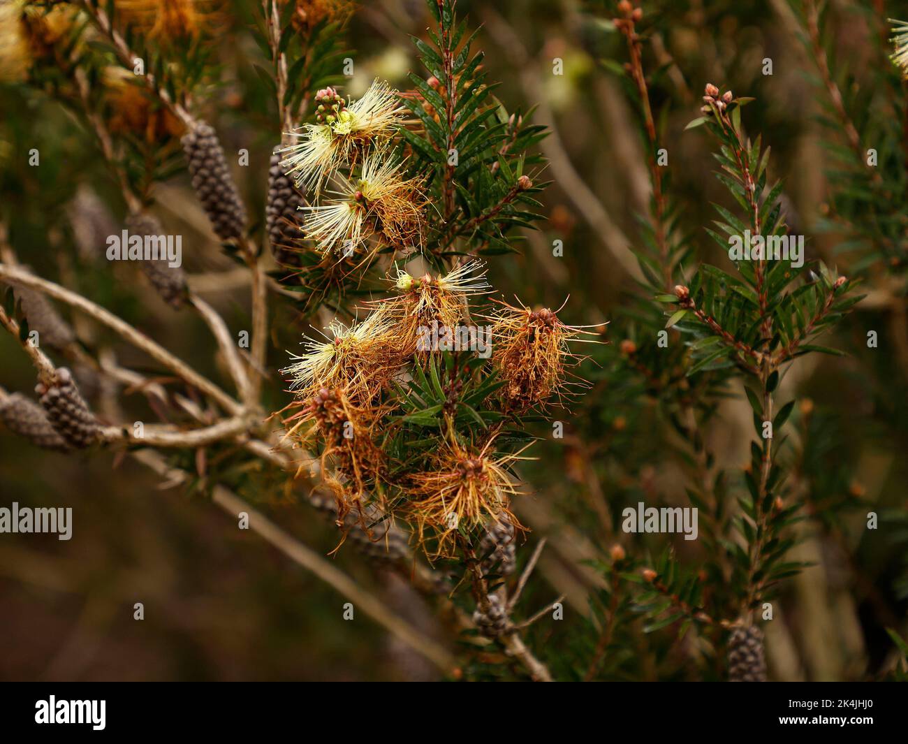 Close up of the shrub species Melaleuca virens seen with seedheads ...