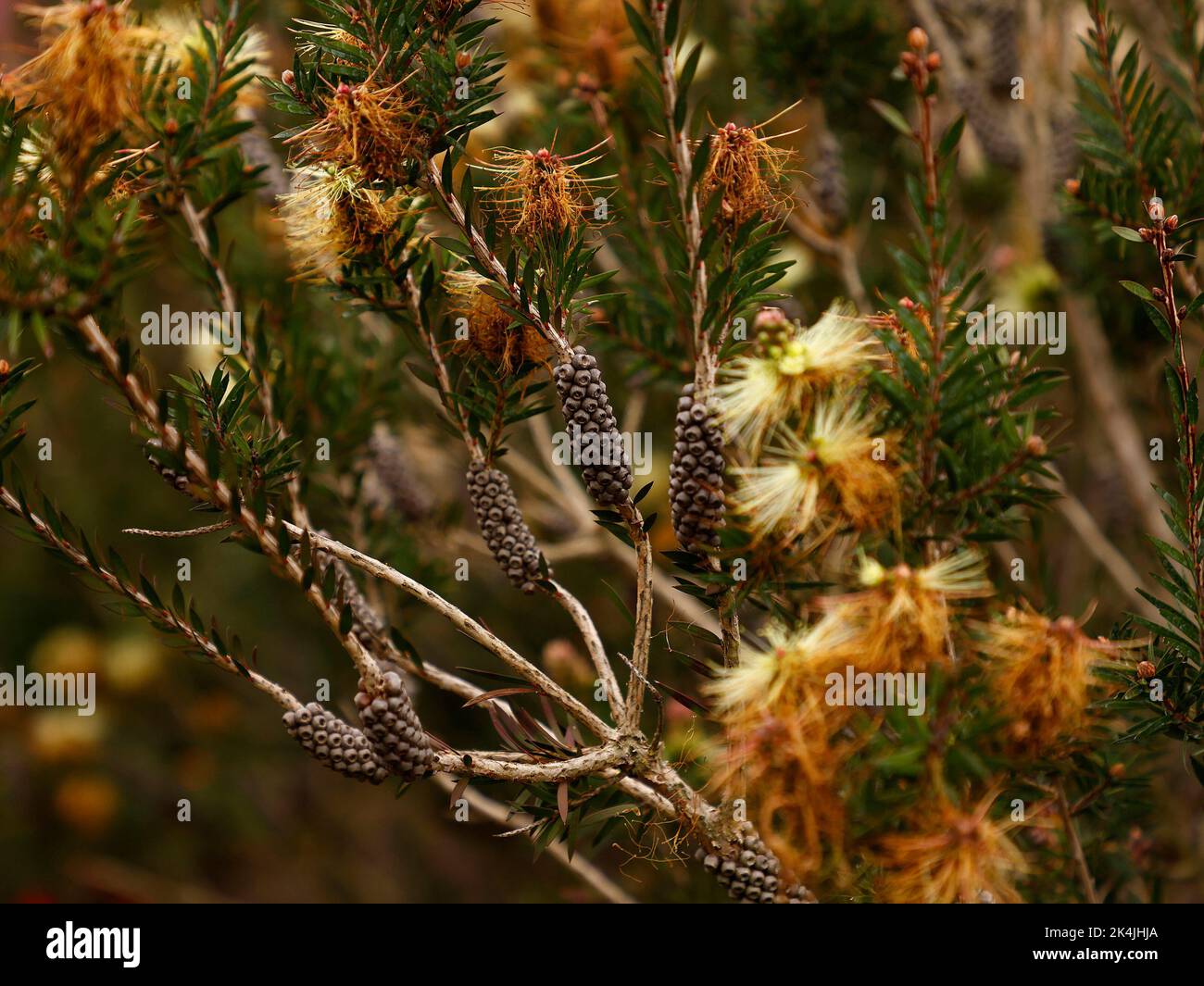 Melaleuca flowers and seed pods hi-res stock photography and images - Alamy