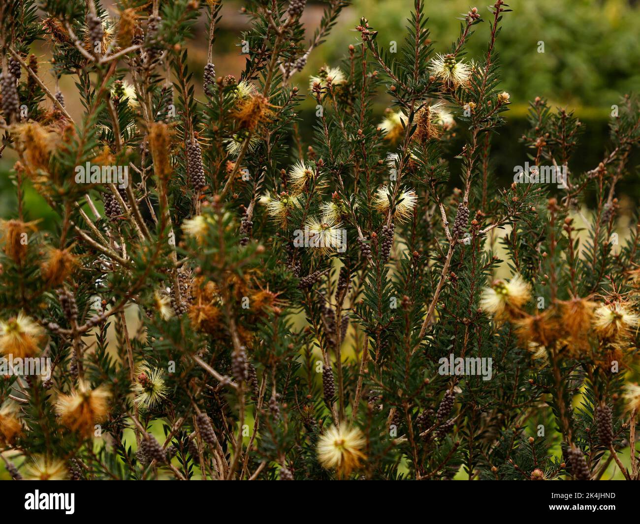 Close up of the shrub species Melaleuca virens seen with seedheads ...