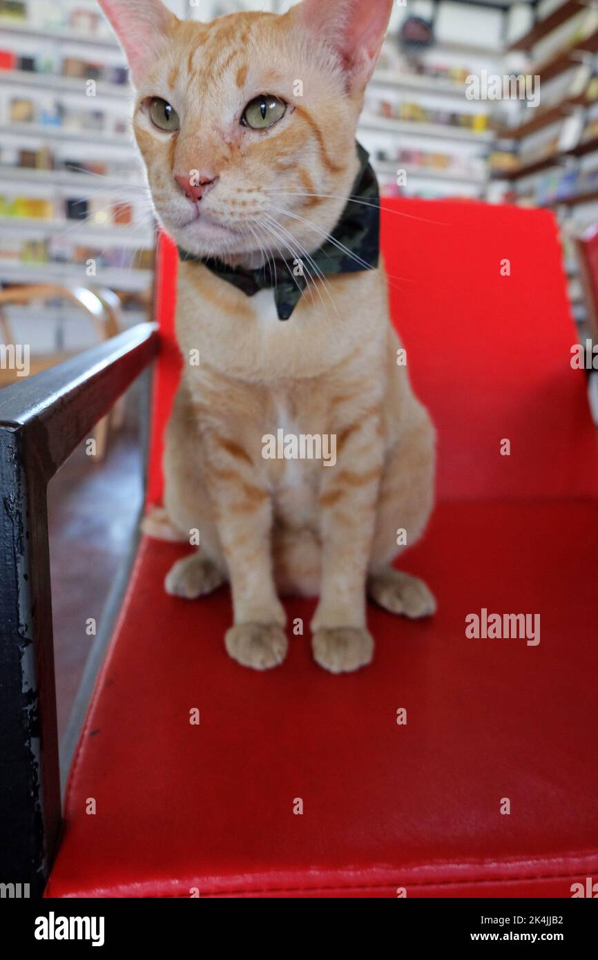 Cream tabby cat wearing camo collar sitting on red sofa chair Stock ...