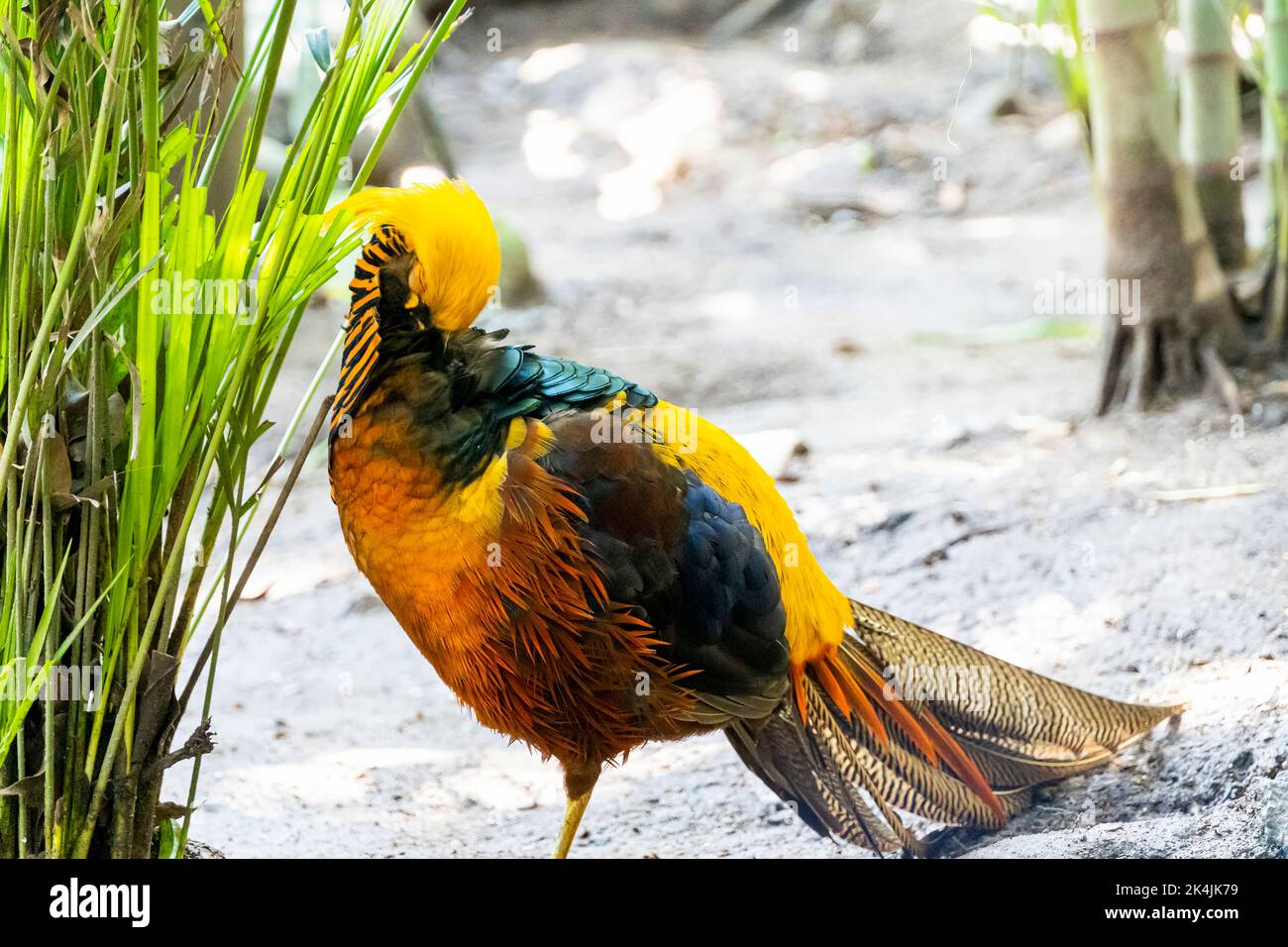 Chrysolophus pictus, golden pheasant beautiful bird with very colorful ...