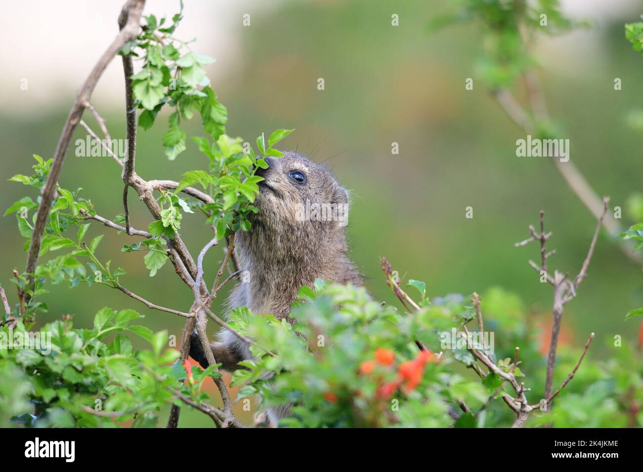 A closeup shot of a rock hyrax on the tree branch Stock Photo - Alamy