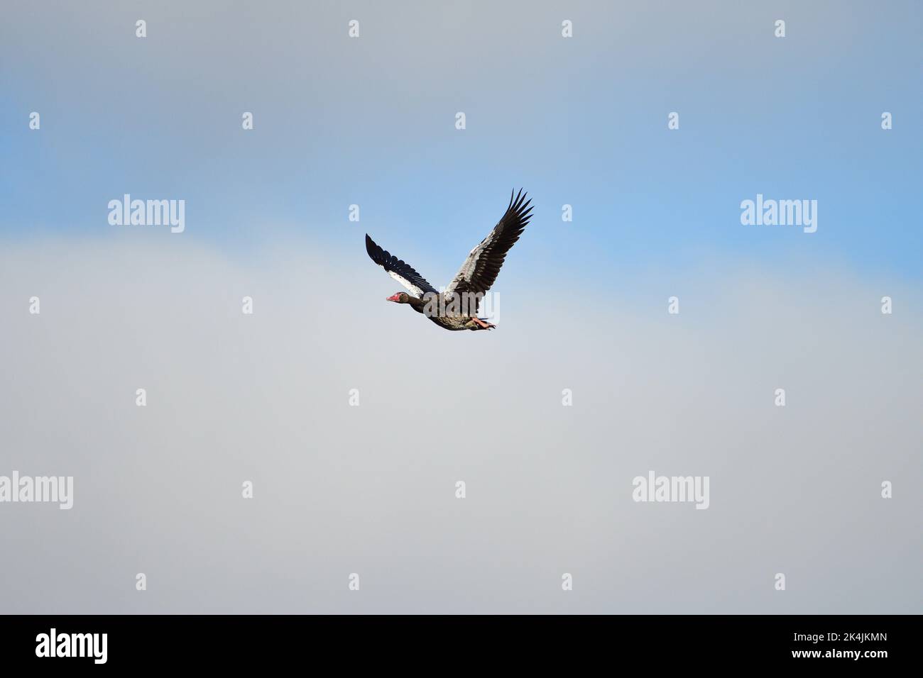 A stork flying in the cloudy sky Stock Photo - Alamy