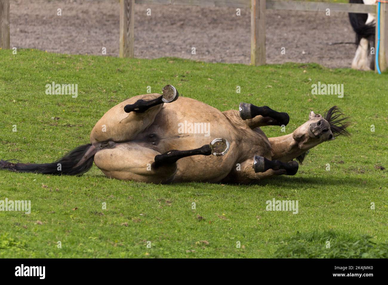 Female horse tan coloured just let out to graze is frolicking and ...