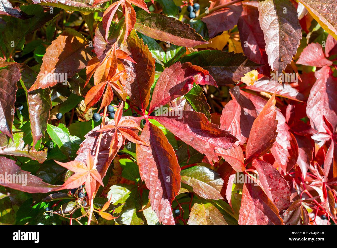 End of summer illuminated by the setting sun on the Grabia River ...