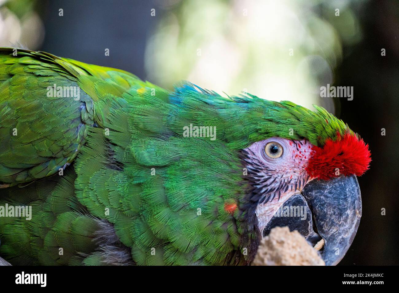 Amazona viridigenalis, a portrait red-fronted parrot, posing and biting ...