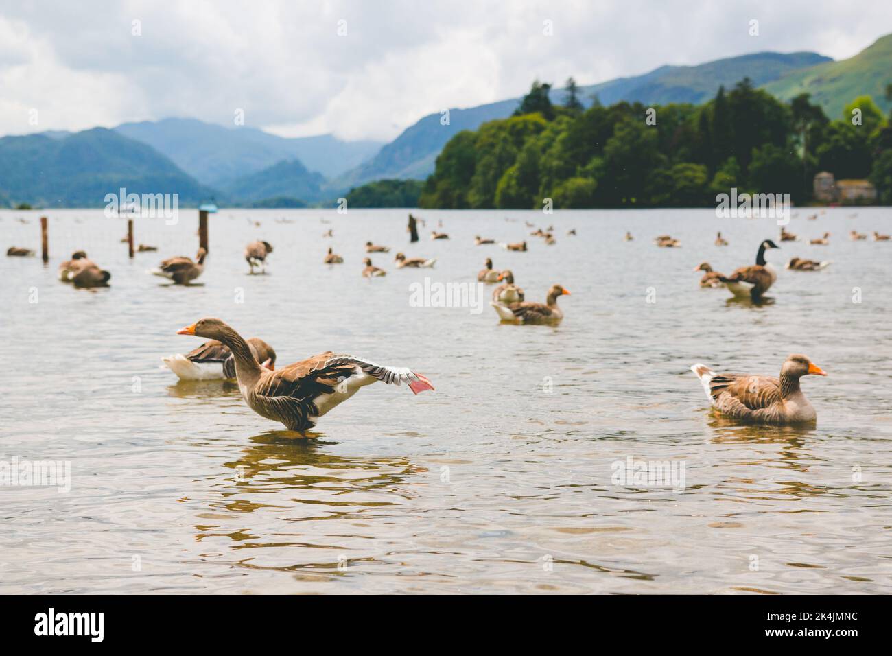 An aerial view of geese floating in lake surrounded by trees Stock ...