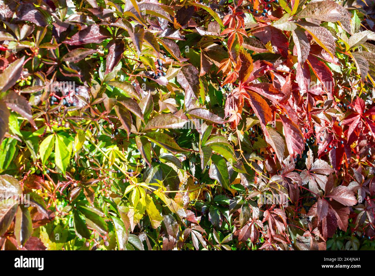 End of summer illuminated by the setting sun on the Grabia River ...