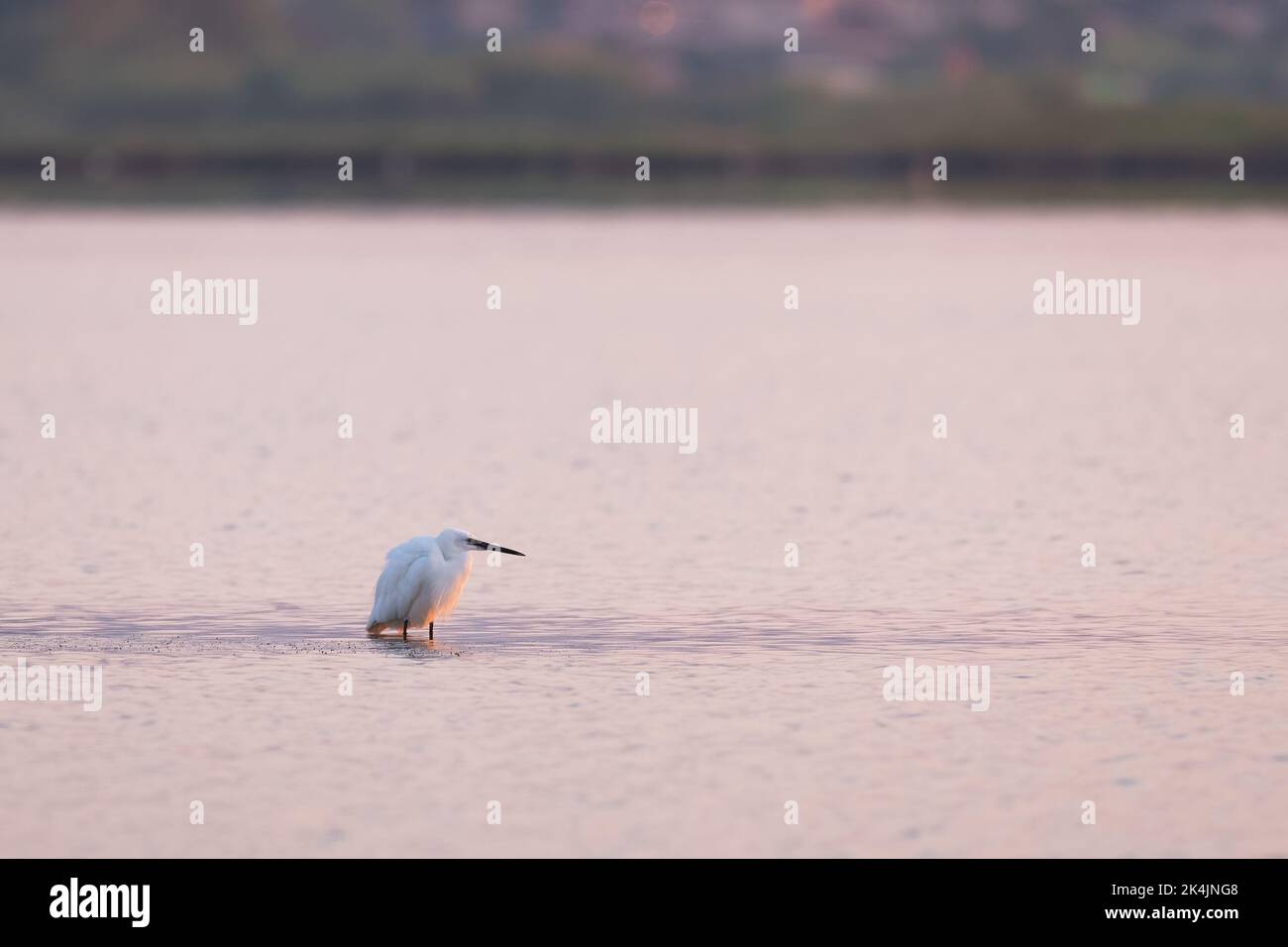 Beautiful white little egret or small heron bird standing in water of ...