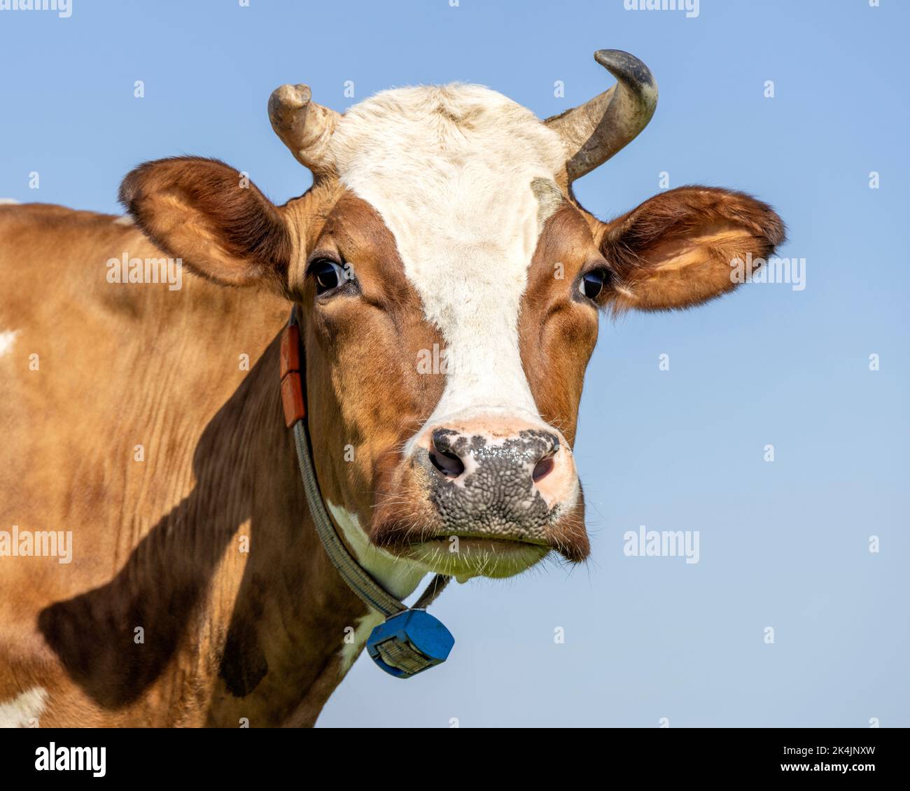 Cute cow portrait, a cute and calm face, with white blaze, pink nose ...