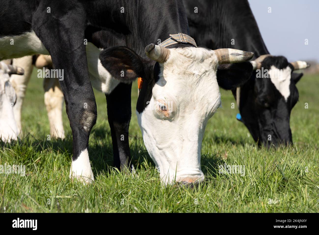 Cow grazing, eating blades of grass, dairy milk black and white, in a ...