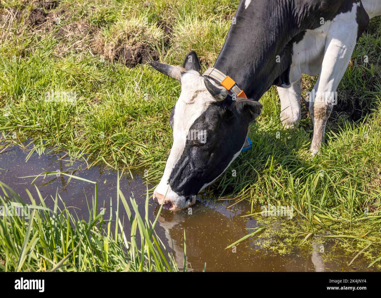 Thirsty cow drinking water on the bank of the creek a rustic country ...