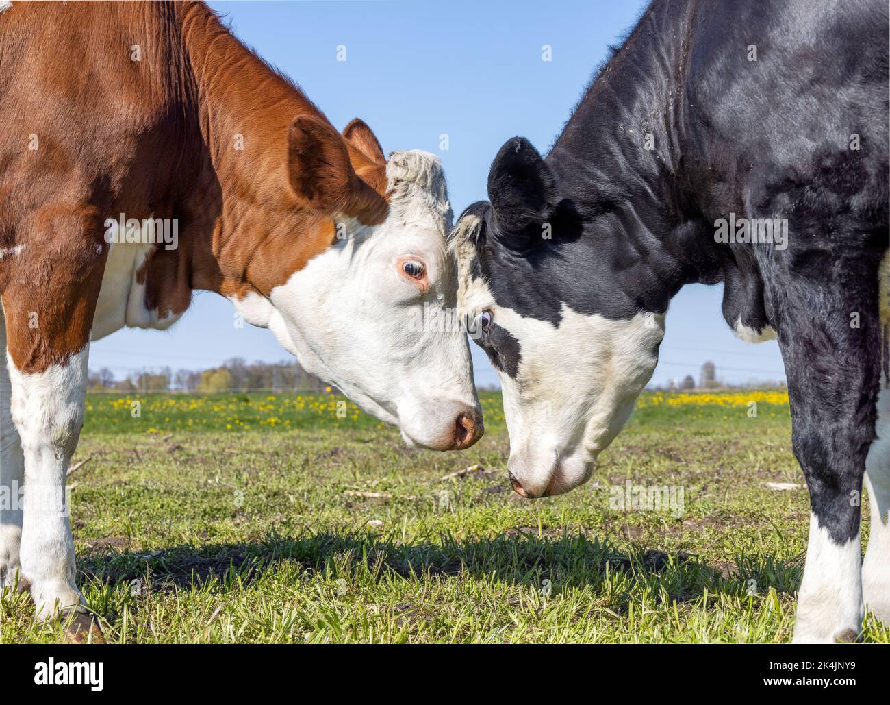 Playing cows rubbing heads, lovingly and playful, cuddling or fighting ...